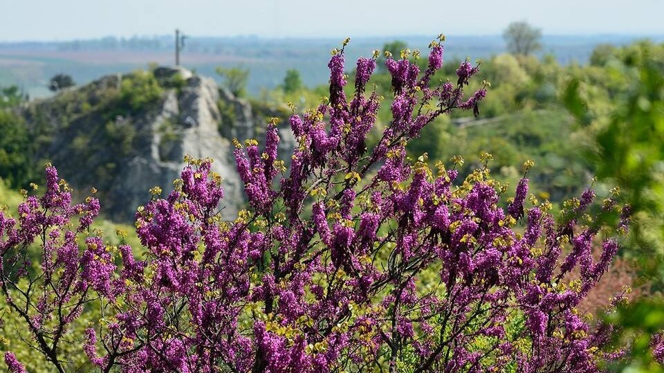 Arborétumok - télen is érdemes ellátogatni | Sport&Move